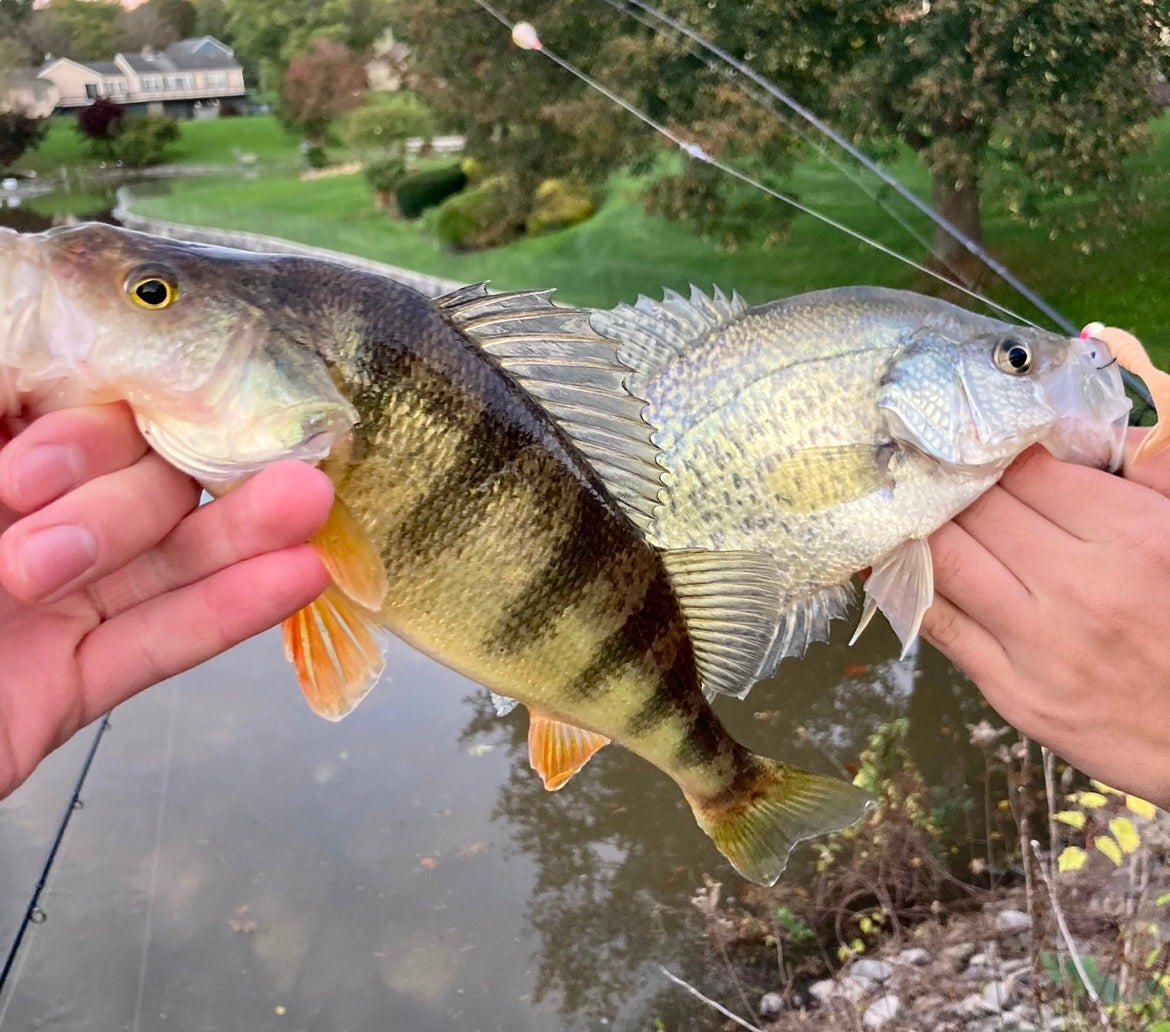 Panfish – First Light Fishing co.