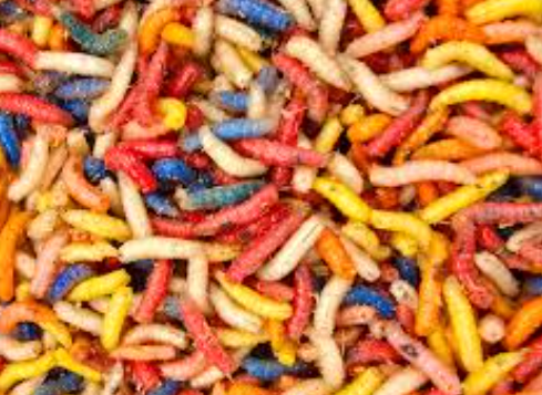 100 Spikes (Bait) (Maggots) – First Light Fishing co.